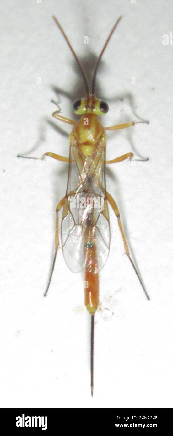 Ichneumonid and Braconid Wasps (Ichneumonoidea) Insecta Stock Photo - Alamy