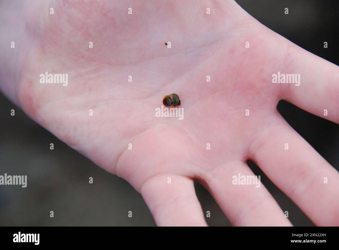 Rough Periwinkle (Littorina saxatilis) Mollusca Stock Photo - Alamy