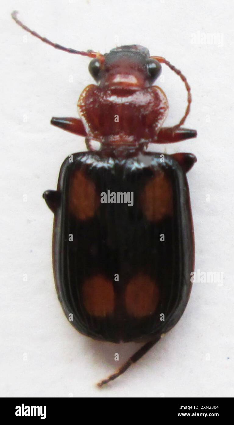 Pericalina hi-res stock photography and images - Alamy