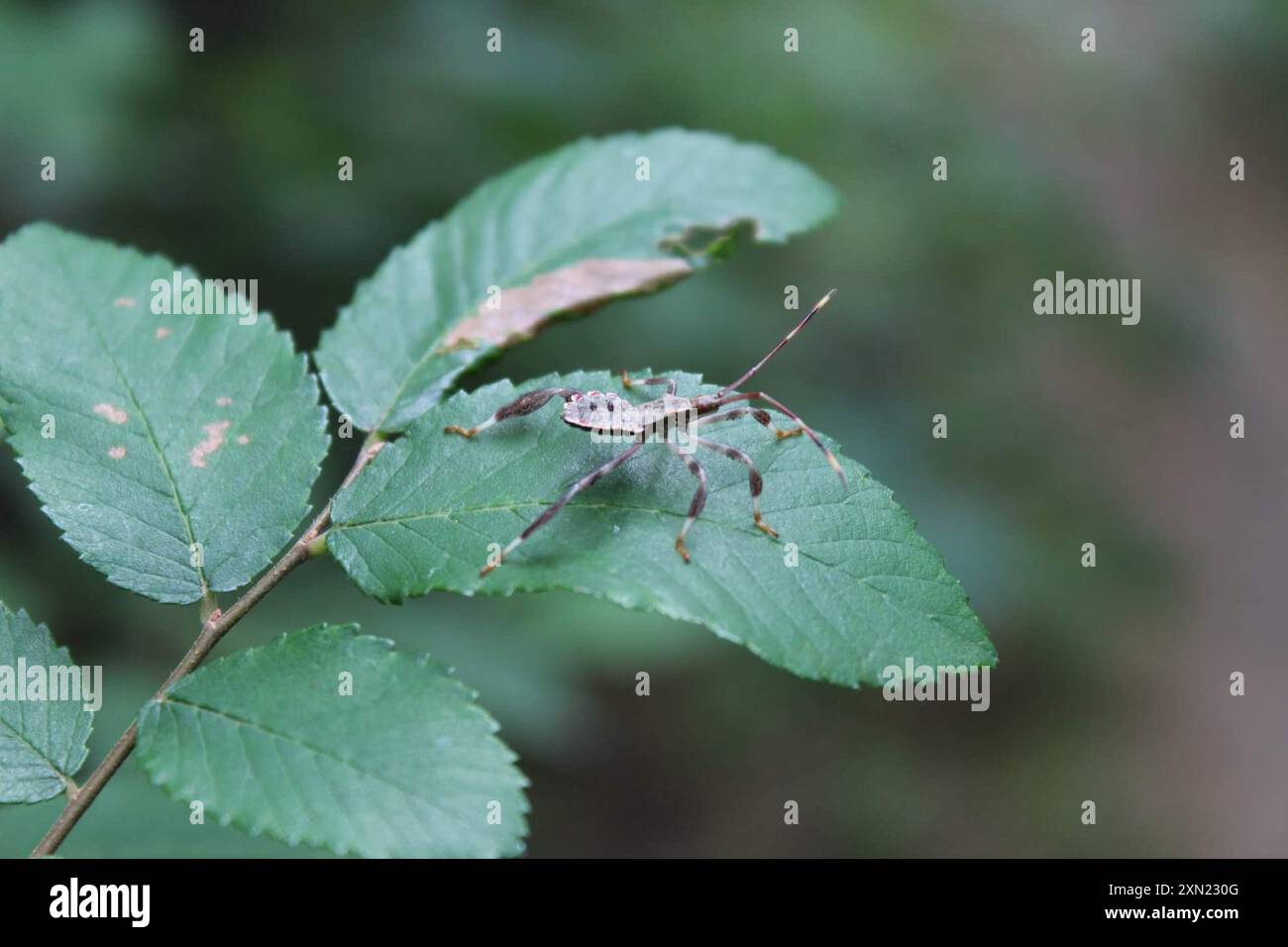 Spine-headed Bugs (Acanthocephala) Insecta Stock Photo - Alamy
