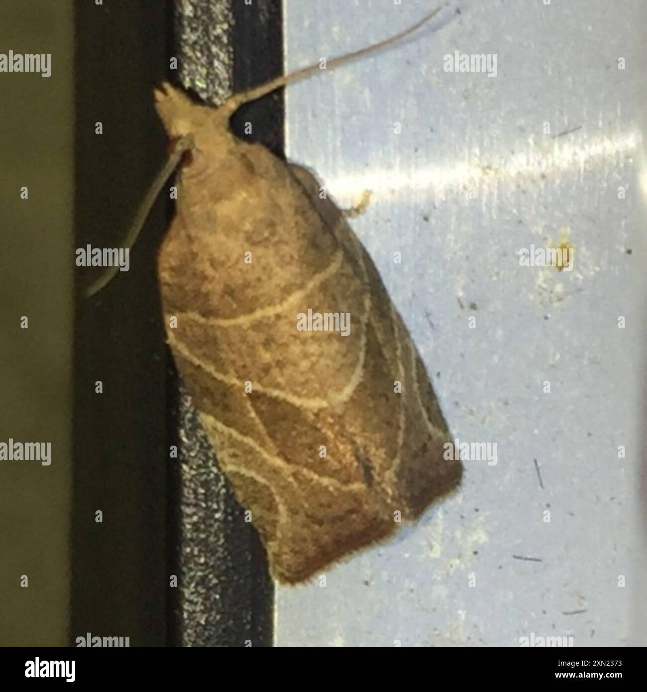 Three-lined Leafroller Moth (Pandemis limitata) Insecta Stock Photo - Alamy