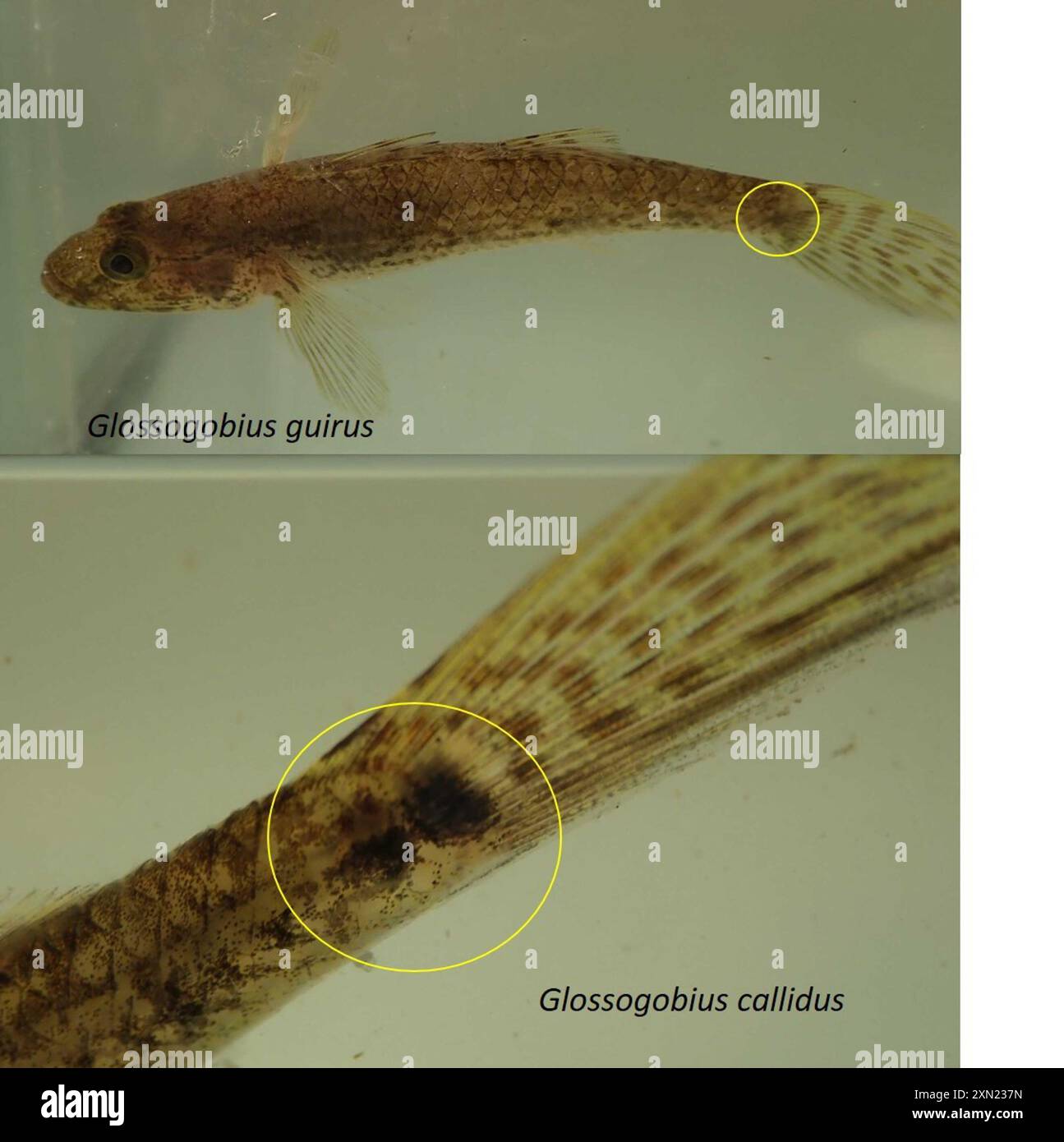 (Glossogobius callidus) Actinopterygii Stock Photo - Alamy