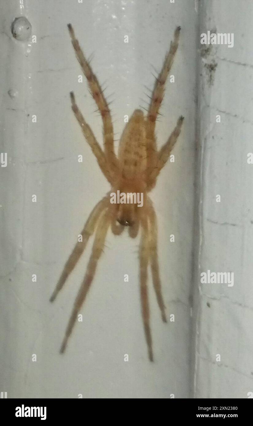 garden ghost spider (Hibana gracilis) Arachnida Stock Photo - Alamy