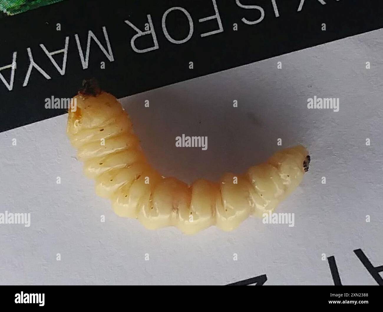 Tooth-necked and Aberrant Longhorn Beetles (Prioninae) Insecta Stock ...