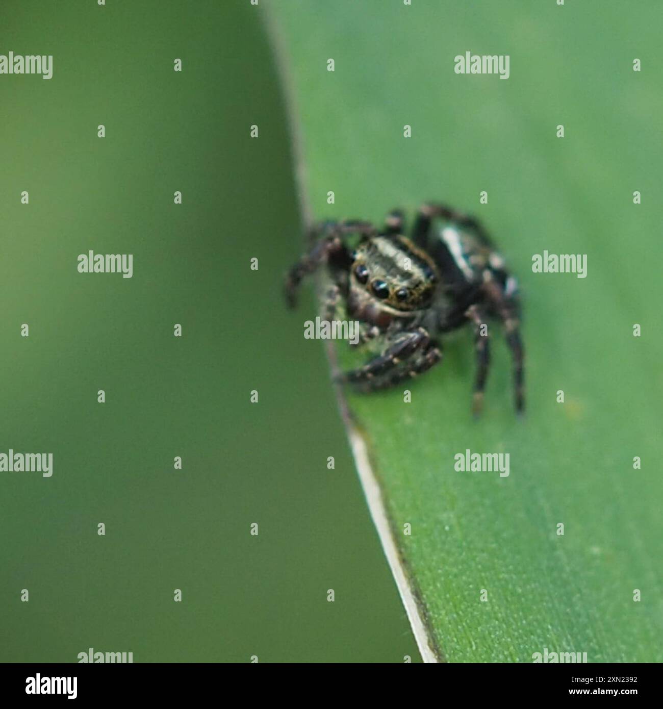 Paraphidippus hi-res stock photography and images - Alamy