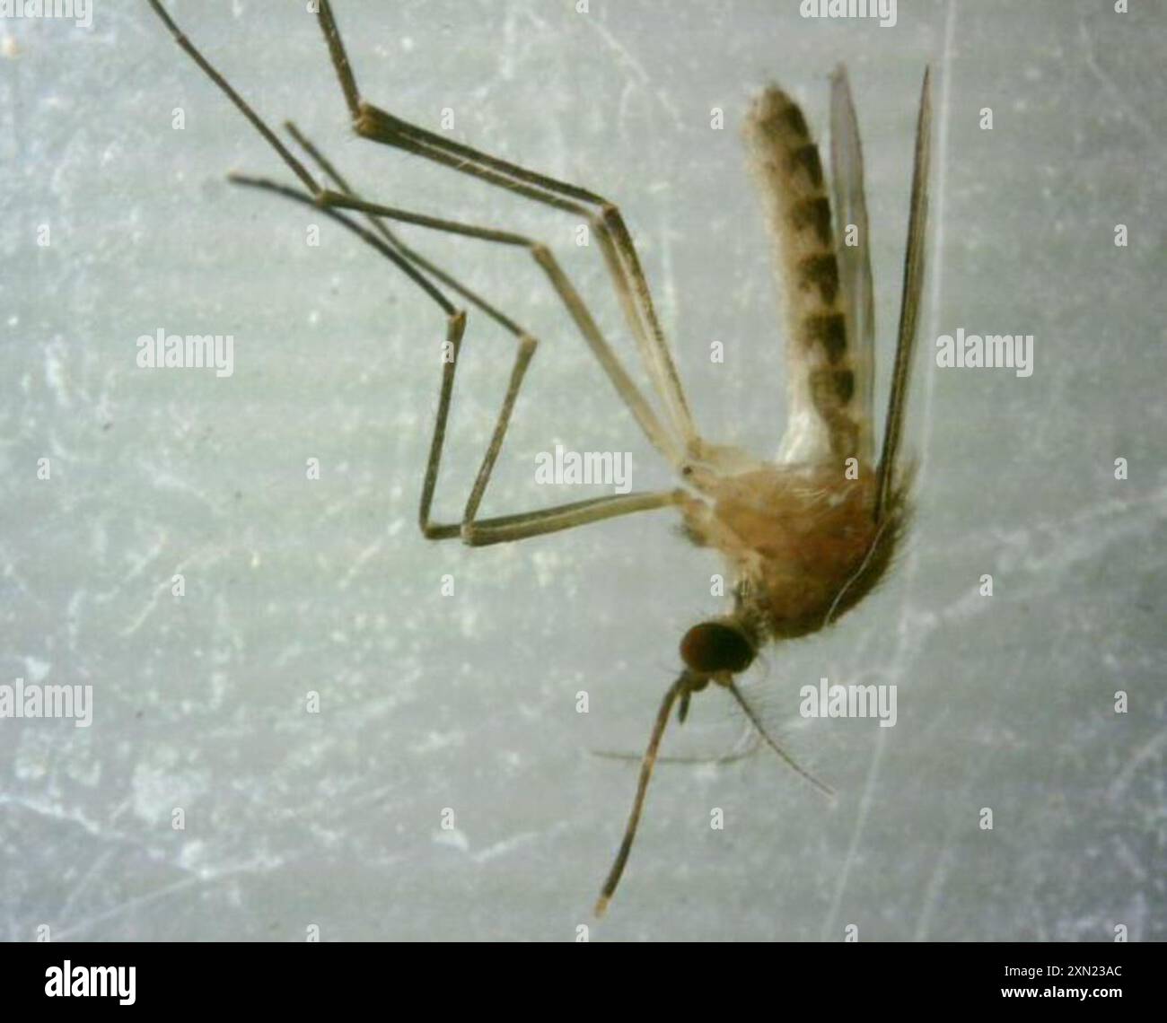 Common house mosquito (Culex pipiens) Insecta Stock Photo - Alamy