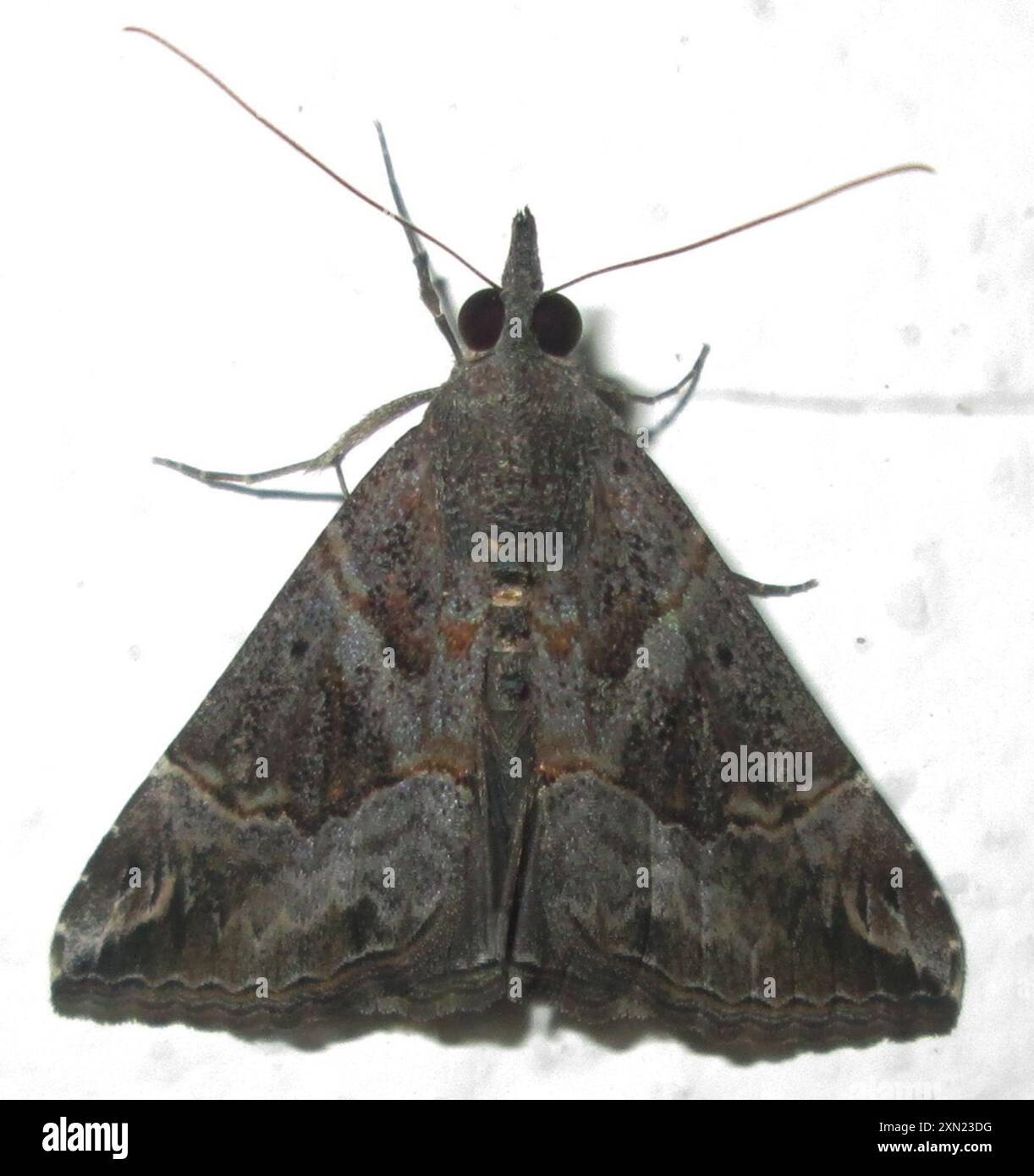 Lantana Defoliator (Hypena laceratalis) Insecta Stock Photo - Alamy