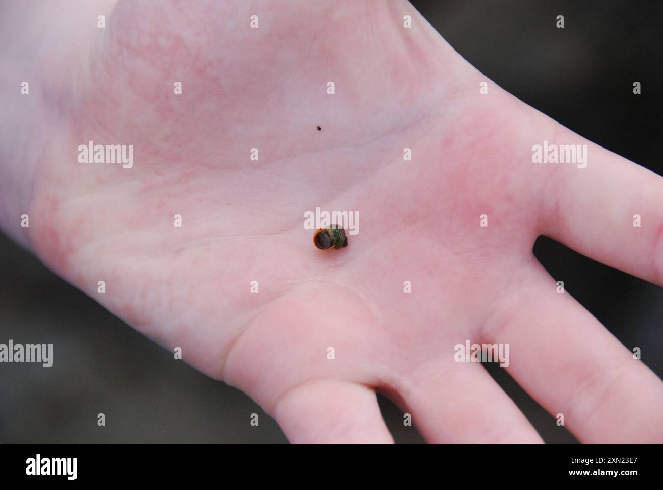 Rough Periwinkle (Littorina saxatilis) Mollusca Stock Photo - Alamy