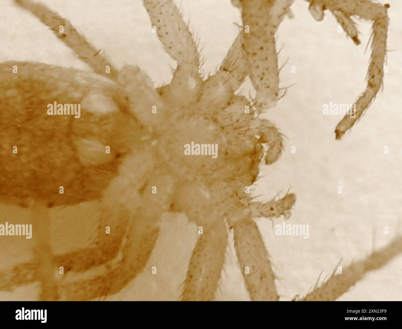 Crab Spiders (Thomisidae) Arachnida Stock Photo - Alamy