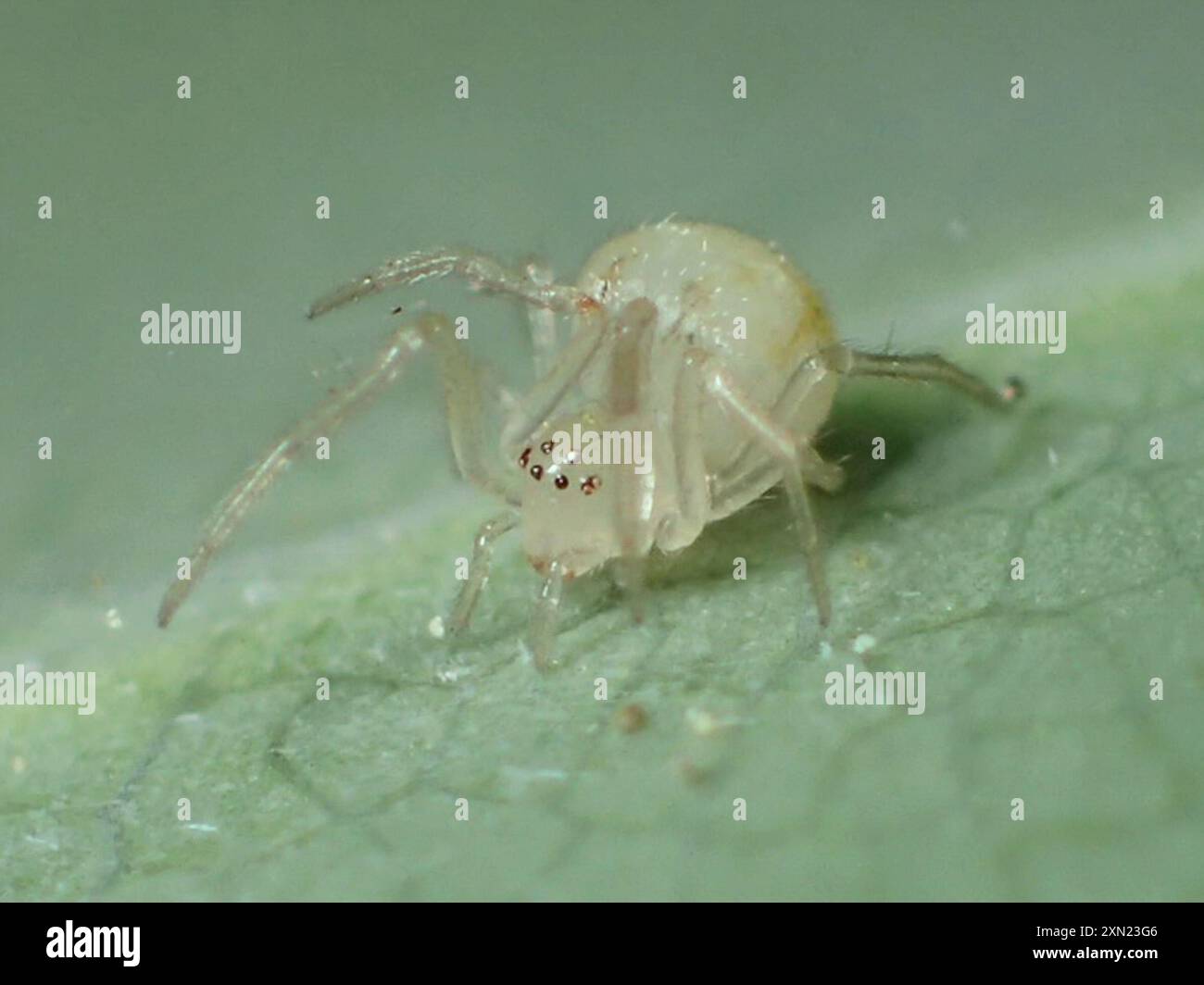 Sputnik Spider (Paidiscura pallens) Arachnida Stock Photo - Alamy