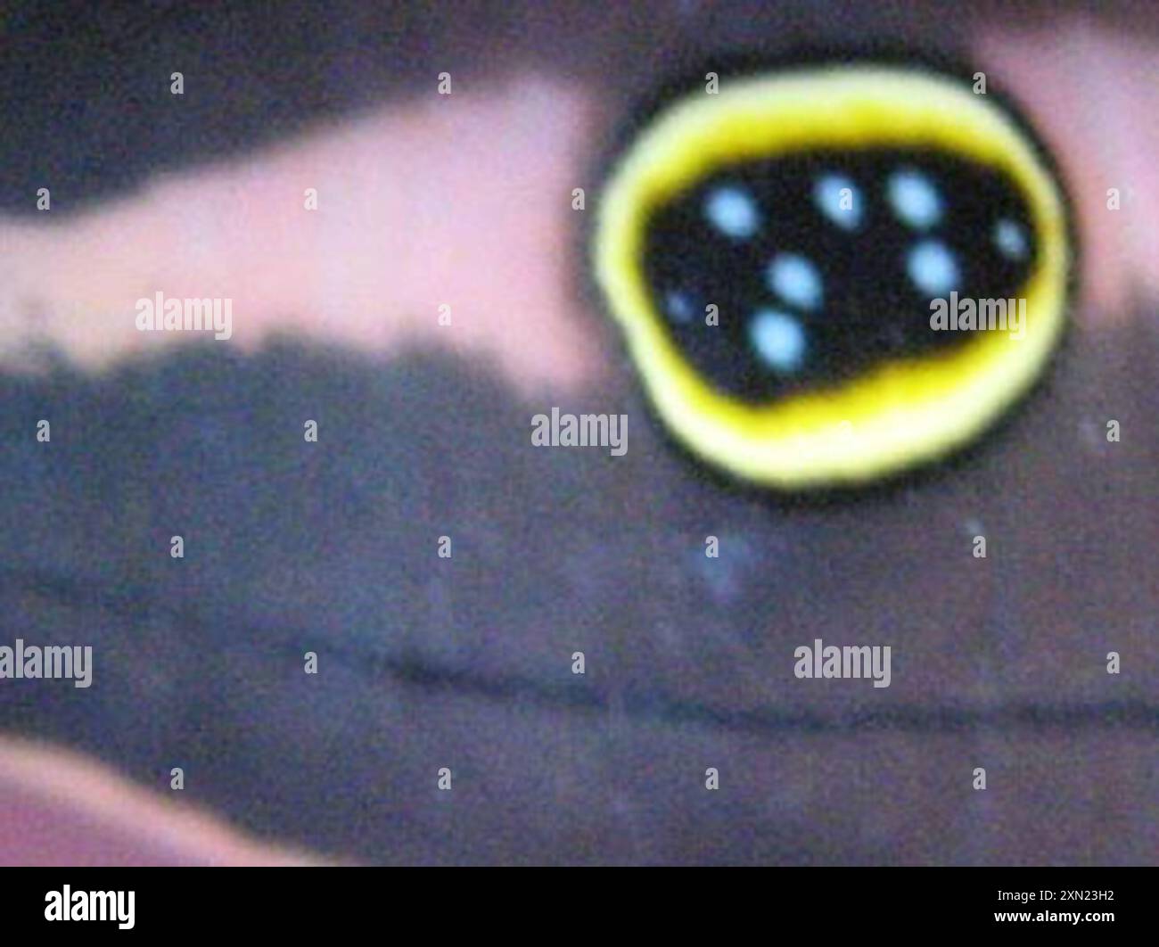 Vine Hawkmoth (Hippotion celerio) Insecta Stock Photo - Alamy