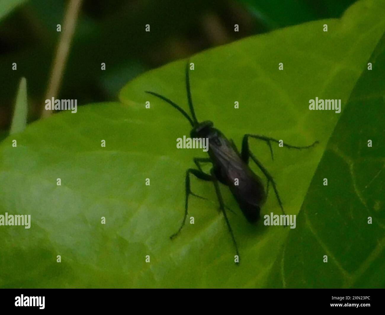 Spider Wasps (Pompilidae) Insecta Stock Photo - Alamy