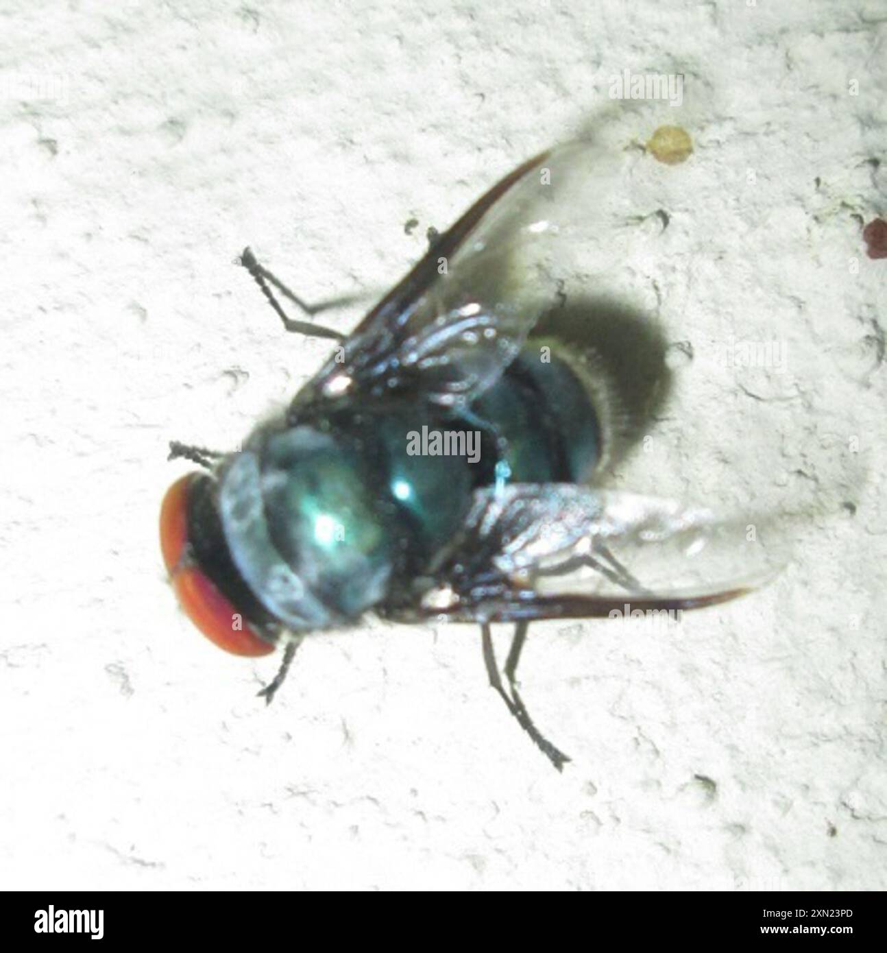 Regal Blowfly (Chrysomya marginalis) Insecta Stock Photo - Alamy