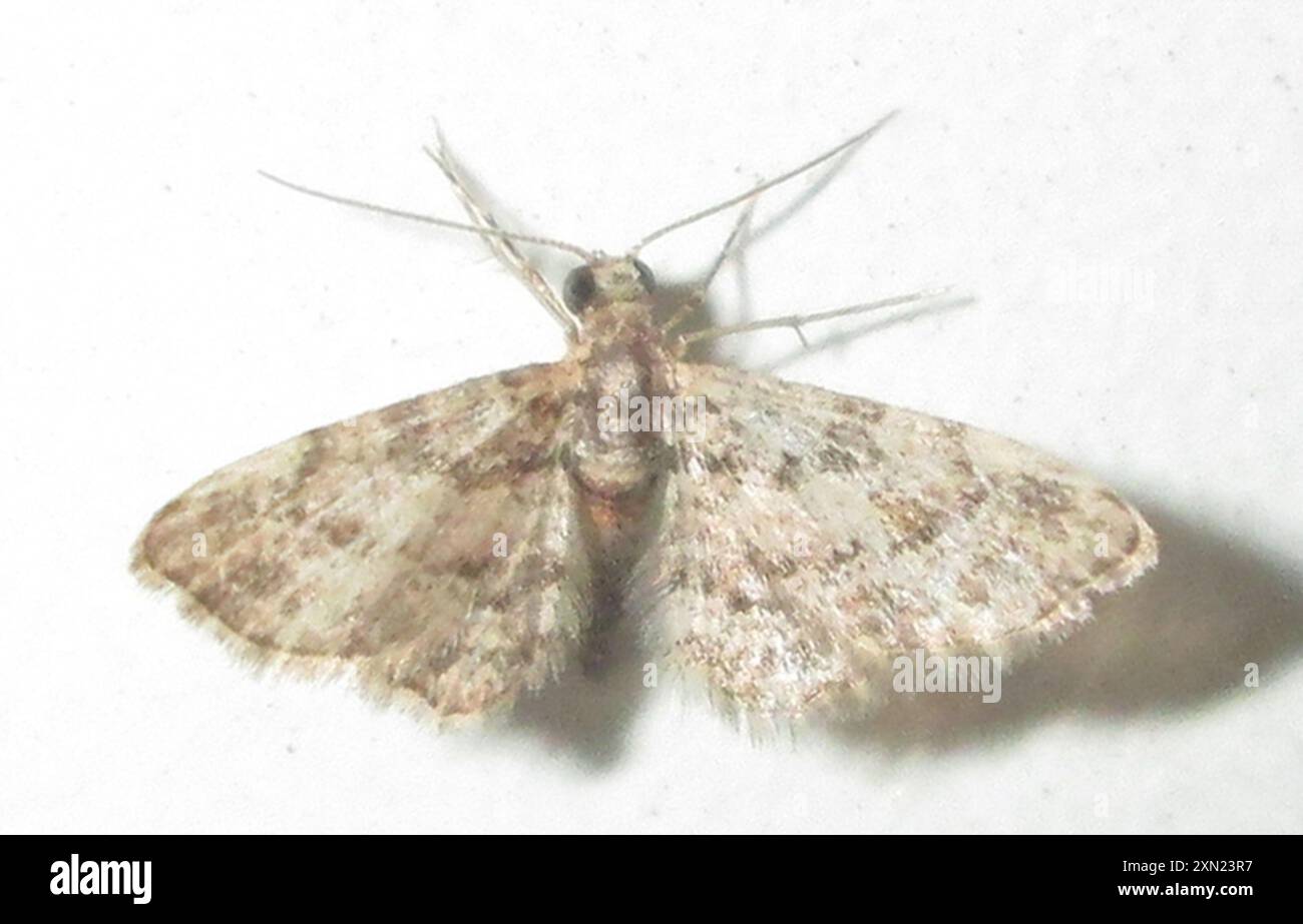 Geometer Moths (Geometridae) Insecta Stock Photo - Alamy
