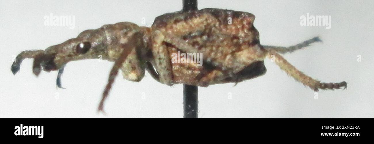 Moustache Weevils (Episus) Insecta Stock Photo - Alamy