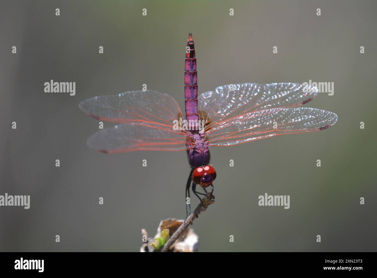 Violet Dropwing (Trithemis annulata) Insecta Stock Photo - Alamy
