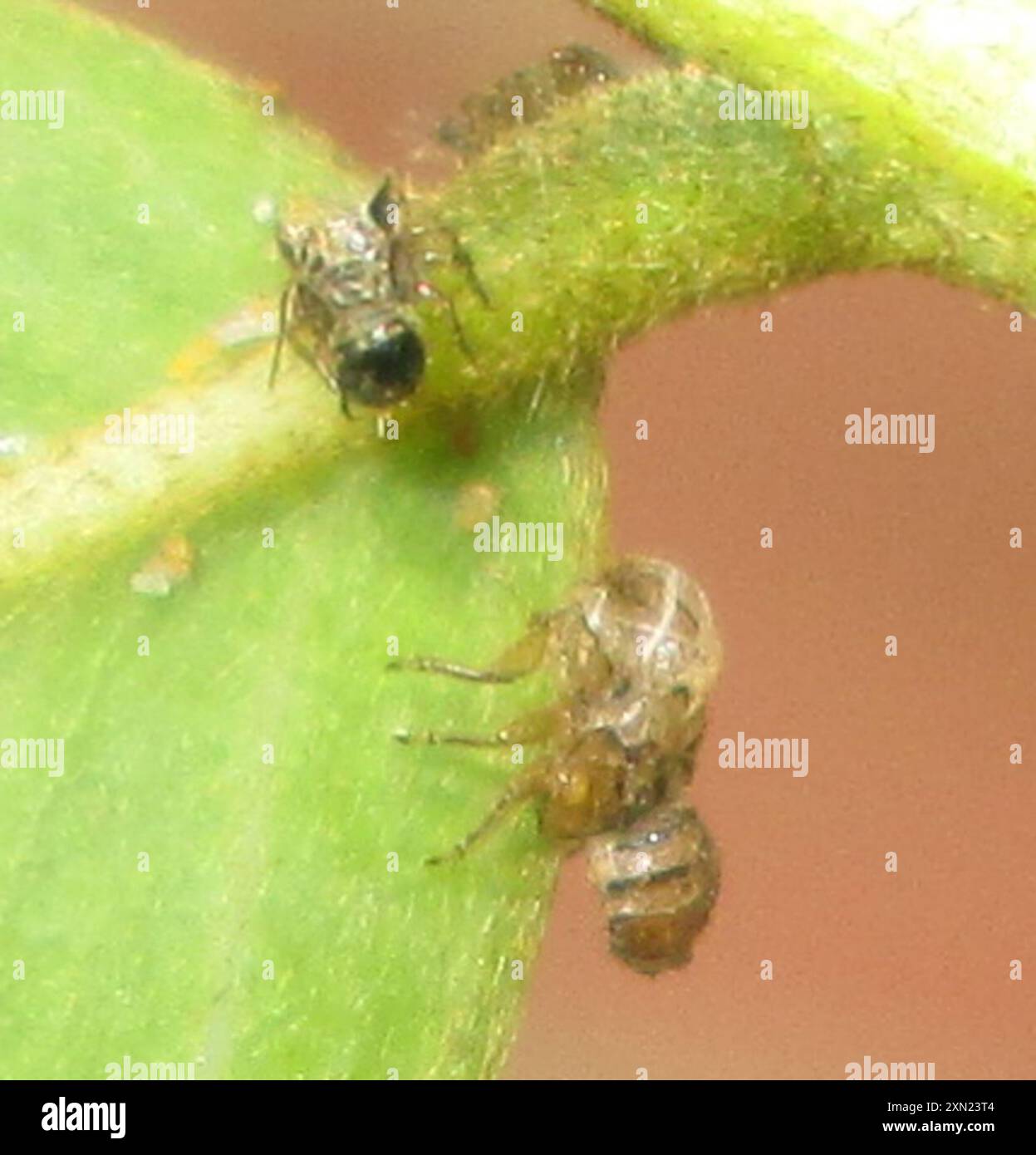 tipu psyllid (Platycorypha nigrivirga) Insecta Stock Photo - Alamy