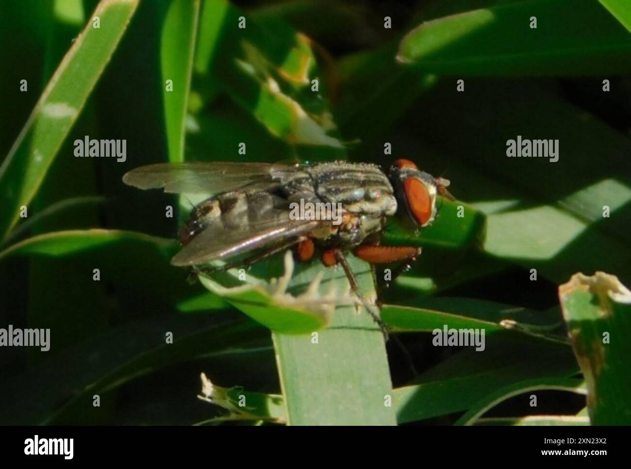 Cyclorrhaphan Flies (Cyclorrhapha) Insecta Stock Photo - Alamy