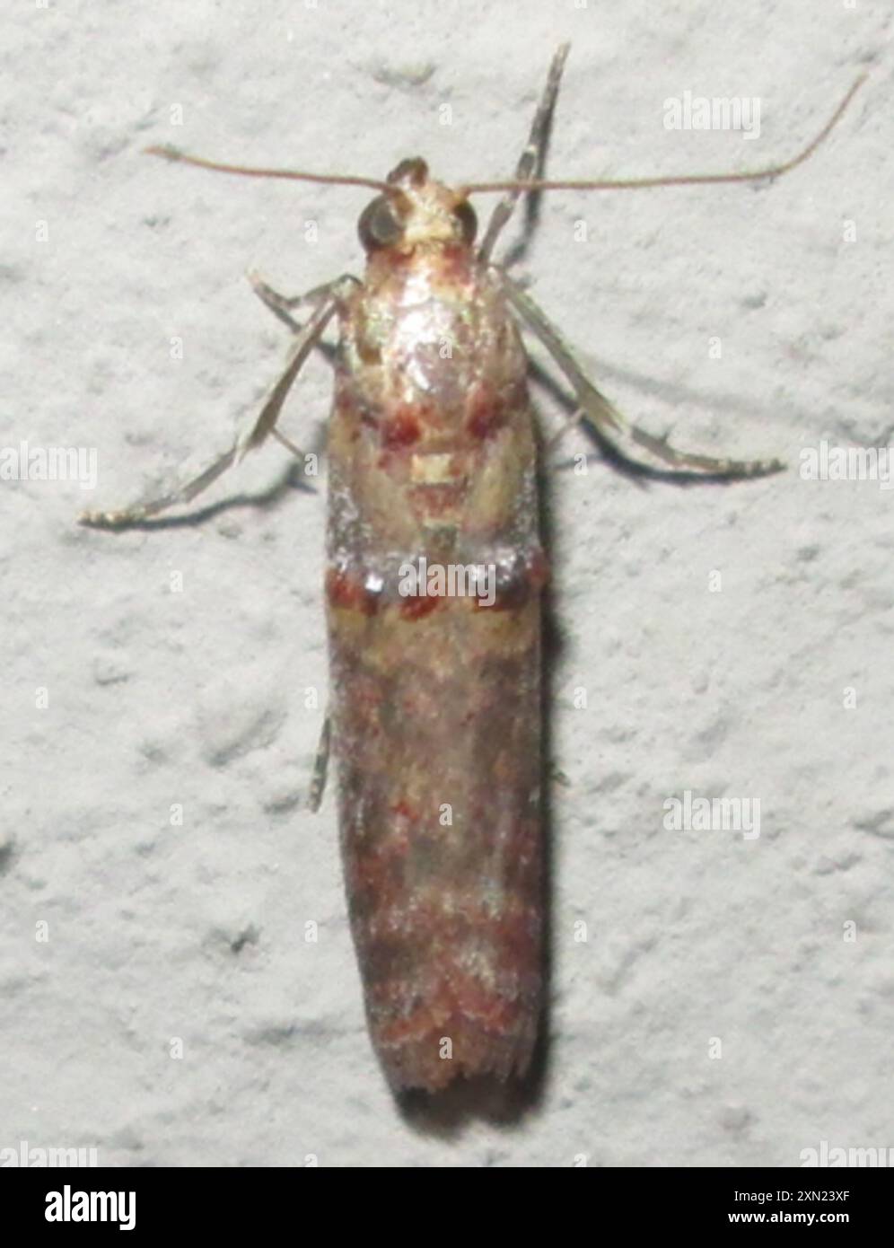 Knot-horn Moths (Phycitinae) Insecta Stock Photo - Alamy