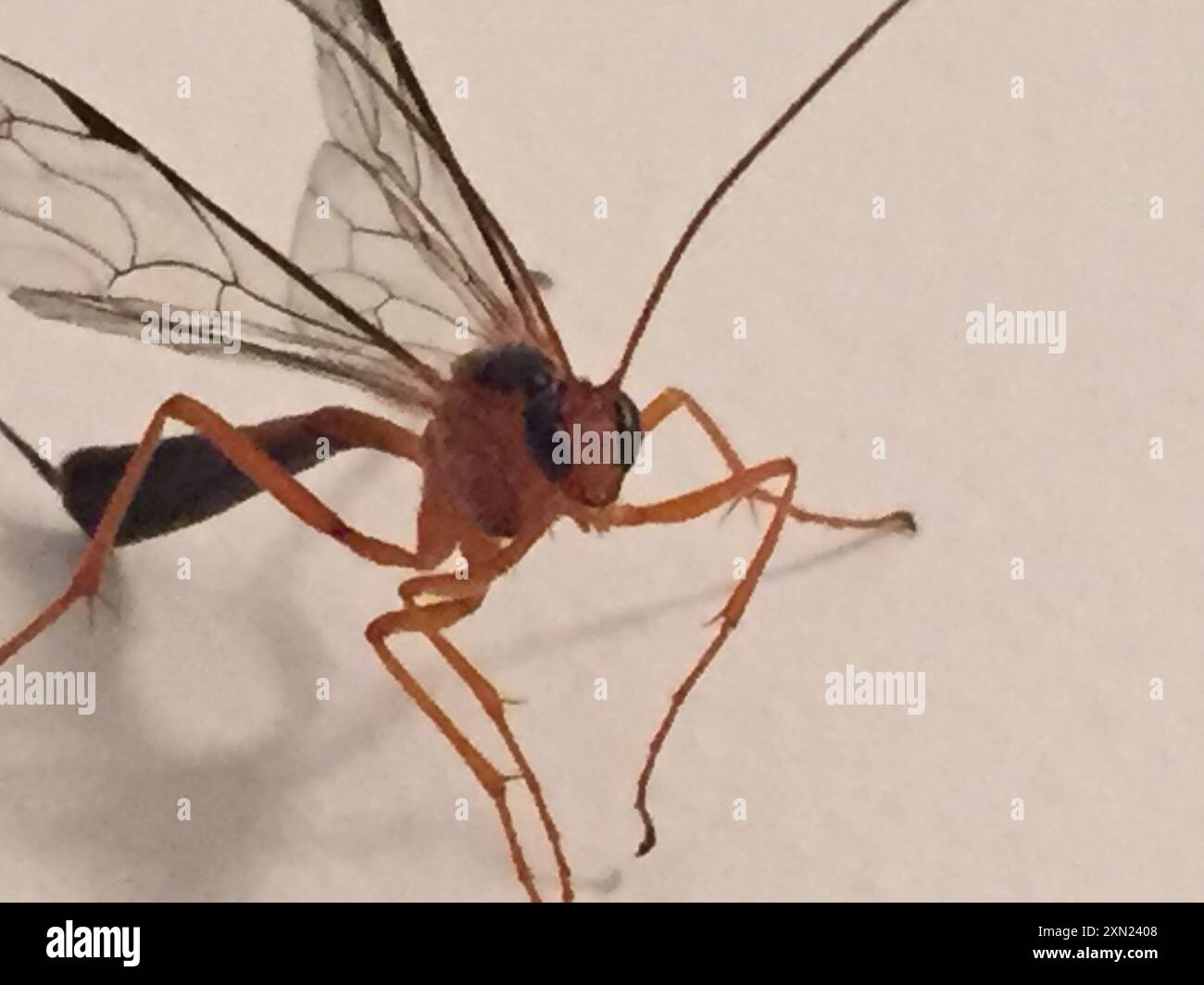 Orange Ichneumonid wasp (Netelia ephippiata) Insecta Stock Photo - Alamy