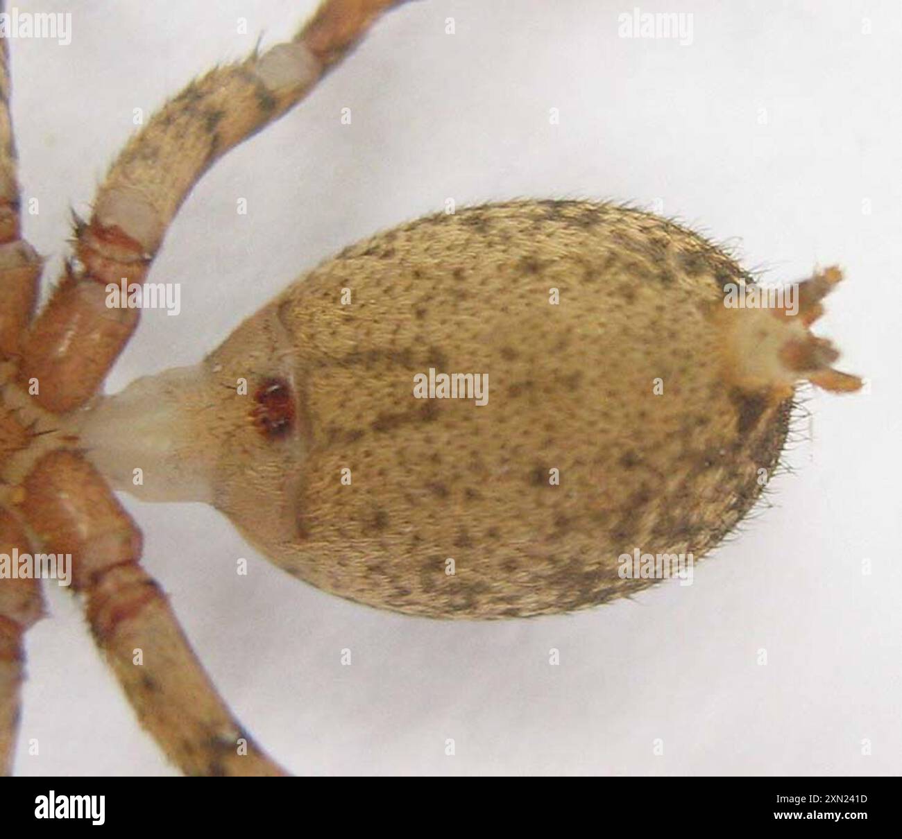 Spiders (Araneae) Arachnida Stock Photo - Alamy