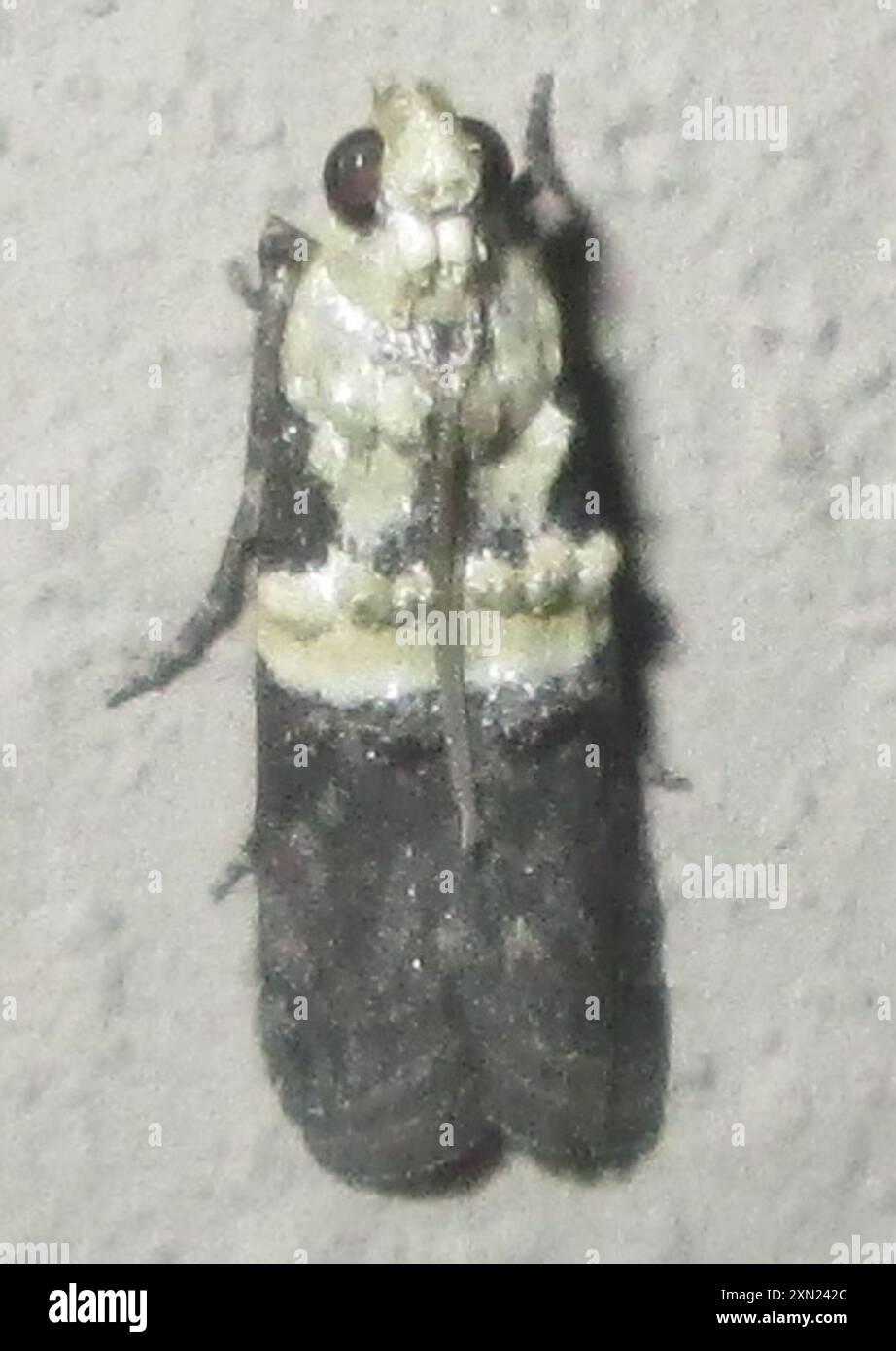 Knot-horn Moths (Phycitinae) Insecta Stock Photo - Alamy