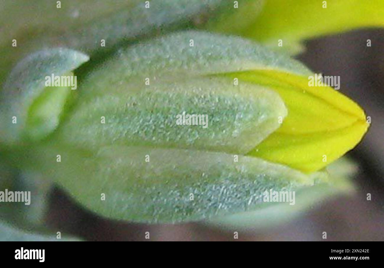 (Sebaea pentandra) Plantae Stock Photo - Alamy