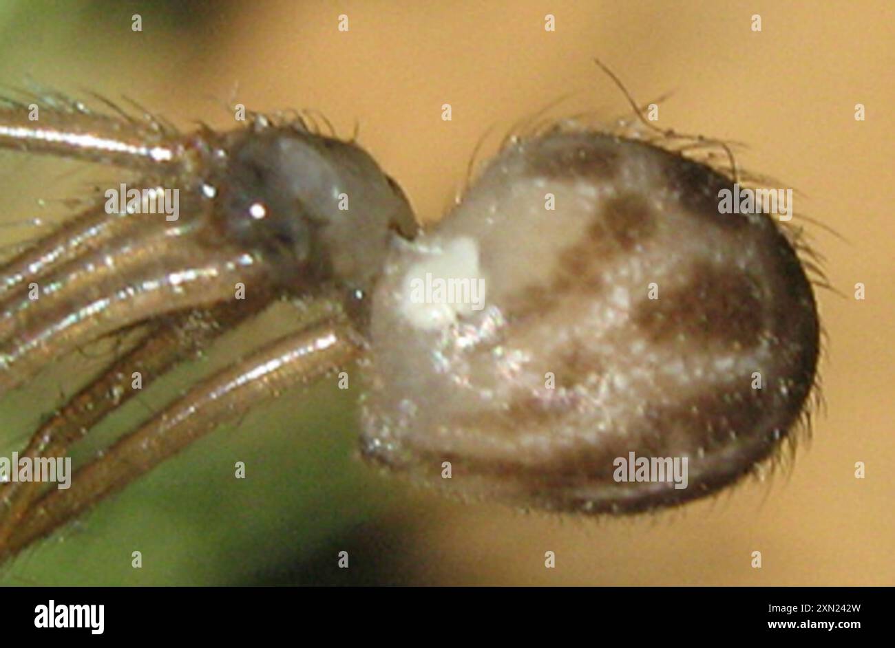 Cellar Spiders (Pholcidae) Arachnida Stock Photo - Alamy