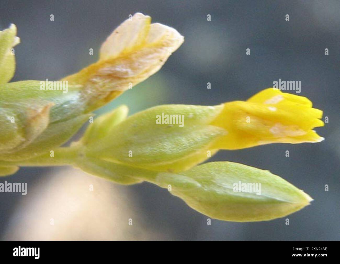 (Sebaea pentandra) Plantae Stock Photo - Alamy