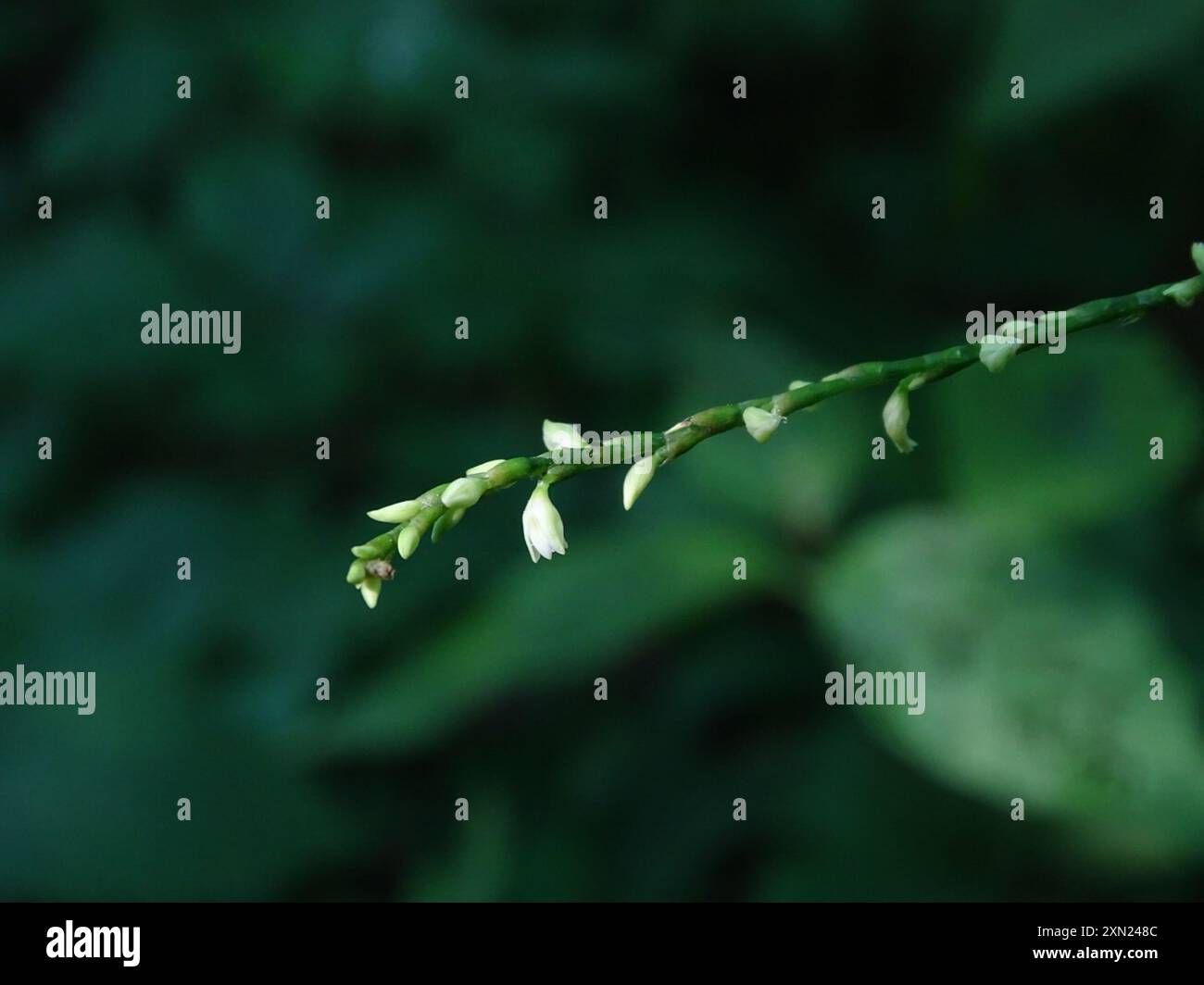 American jumpseed (Persicaria virginiana) Plantae Stock Photo - Alamy