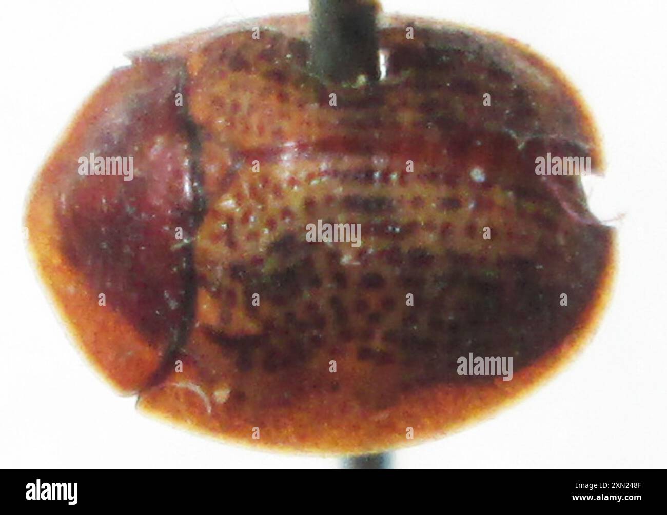 Tortoise and Hispine Beetles (Cassidinae) Insecta Stock Photo - Alamy