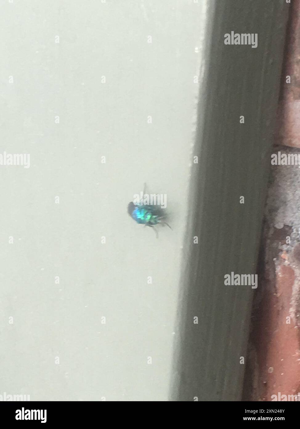 Cuckoo Wasps (Chrysididae) Insecta Stock Photo - Alamy