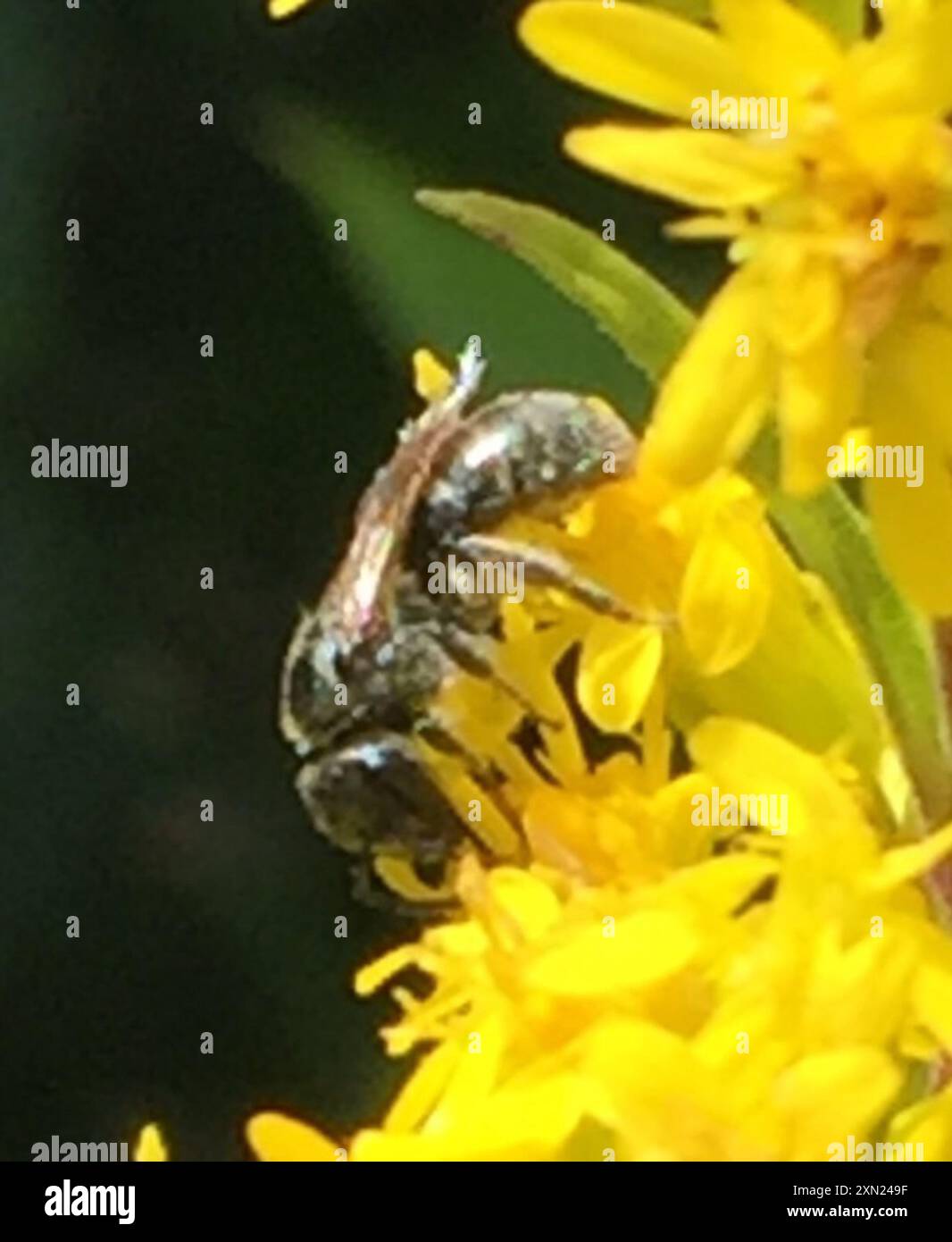 Metallic Sweat Bees (Dialictus) Insecta Stock Photo - Alamy