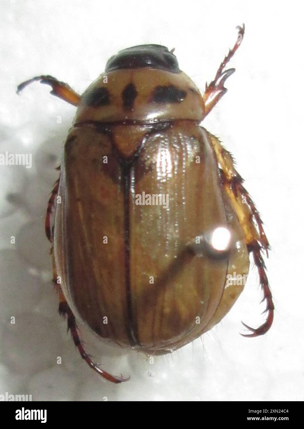 Shining Leaf Chafers (Rutelinae) Insecta Stock Photo - Alamy