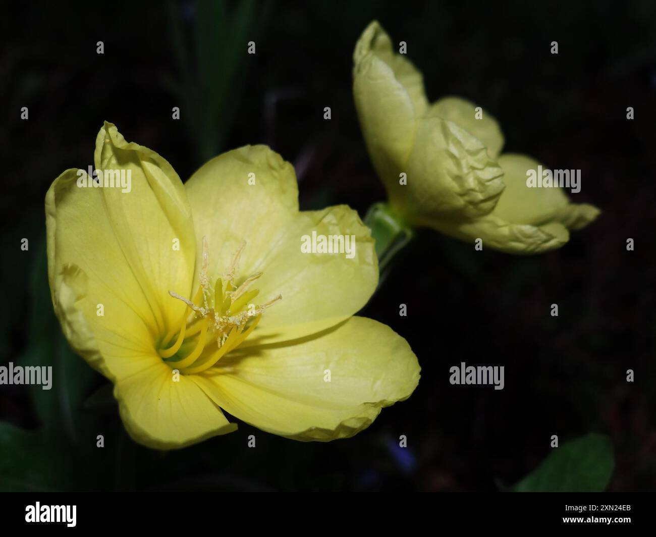 cutleaf evening primrose (Oenothera laciniata) Plantae Stock Photo - Alamy