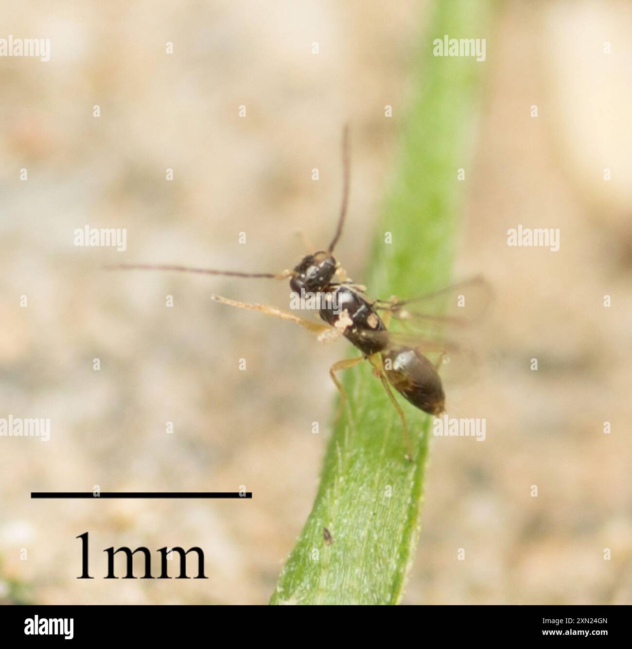 Fairy Wasps (Mymaridae) Insecta Stock Photo - Alamy
