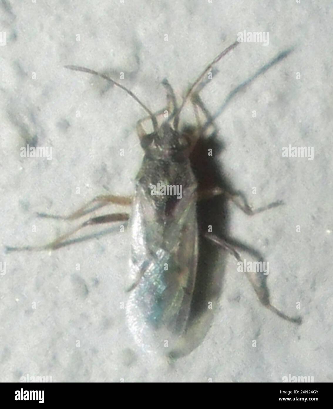 False chinch bugs (Nysius) Insecta Stock Photo - Alamy