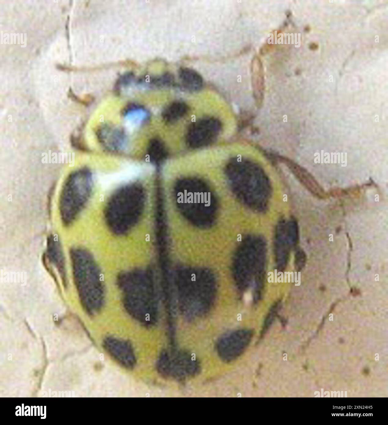 Fungus-eating Lady Beetles (Psyllobora) Insecta Stock Photo - Alamy