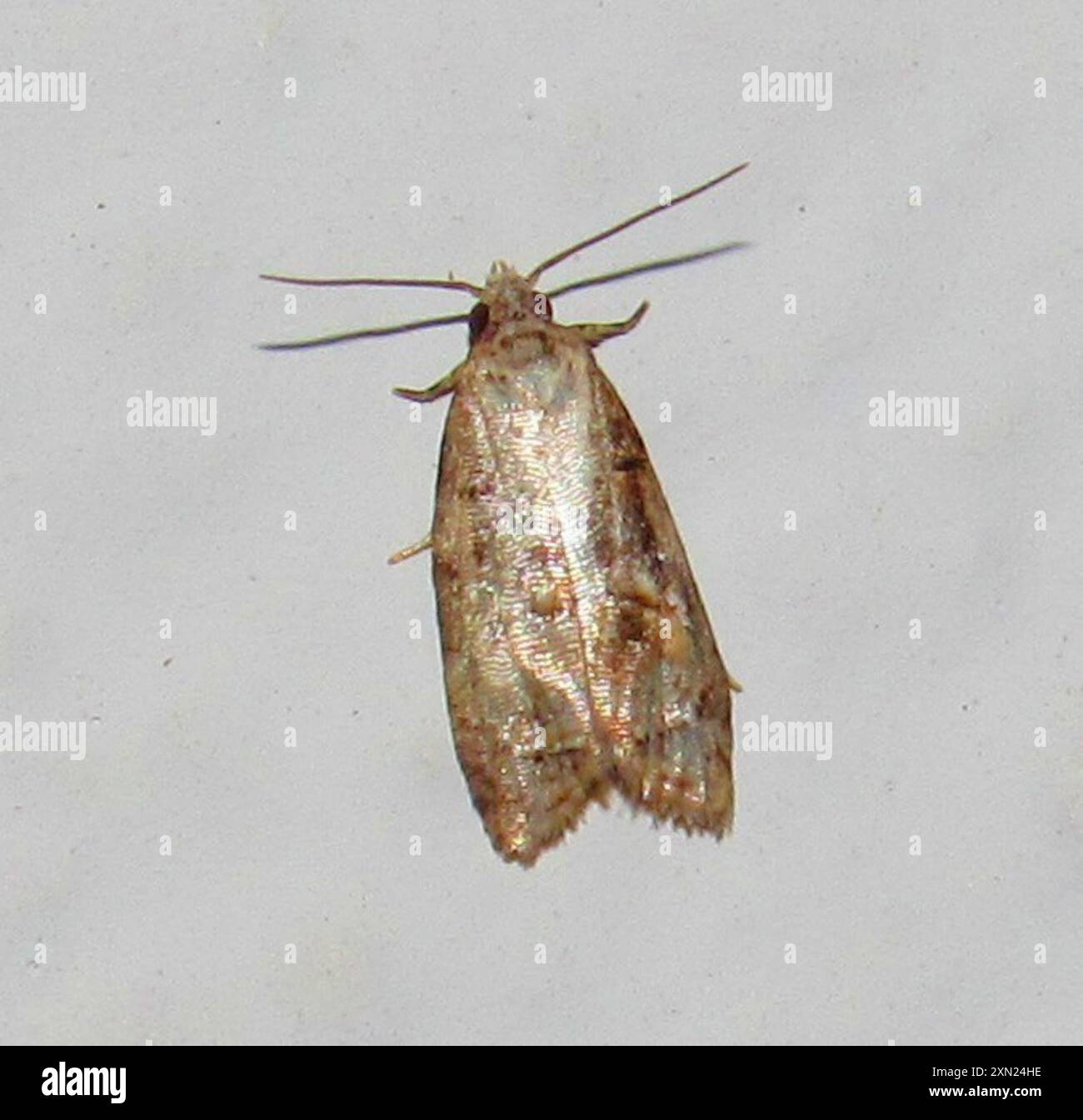 Tortricine Leafroller Moths (Tortricinae) Insecta Stock Photo - Alamy