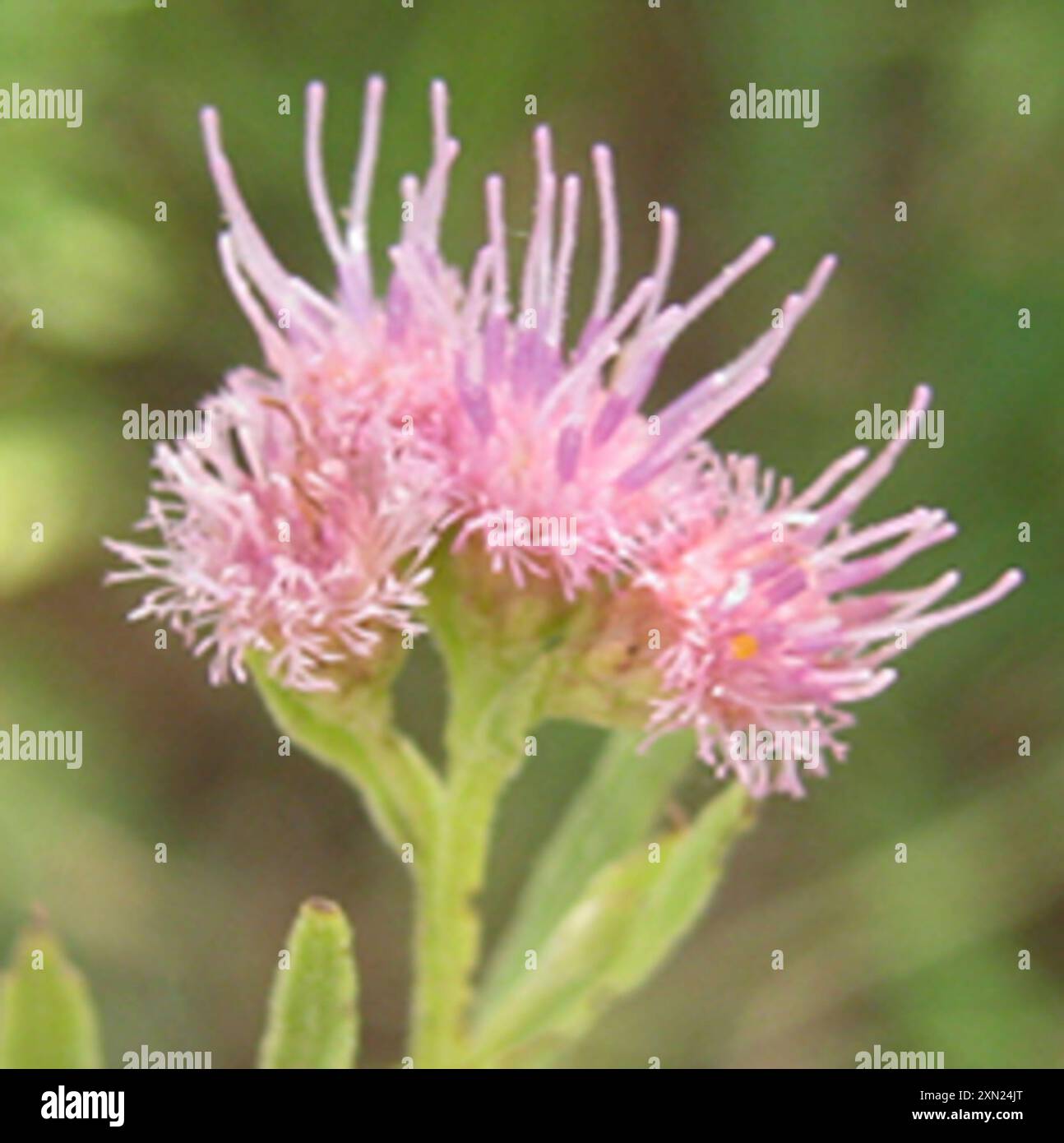 Dwarf Sage (Litogyne gariepina) Plantae Stock Photo - Alamy