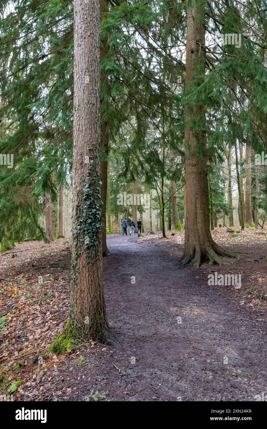 Willows Green Trail, Alice Holt Forest, Farnham Stock Photo - Alamy