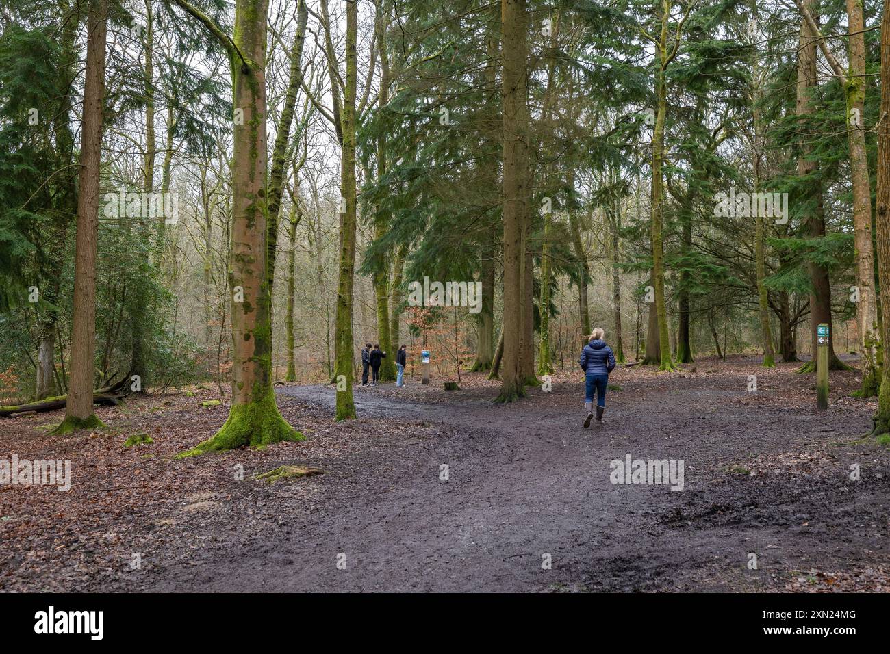 Willows Green Trail, Alice Holt Forest, Farnham Stock Photo - Alamy