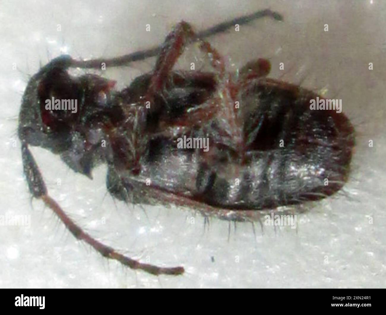 (Exocentrus longipilis pseudoreticulatus) Insecta Stock Photo - Alamy