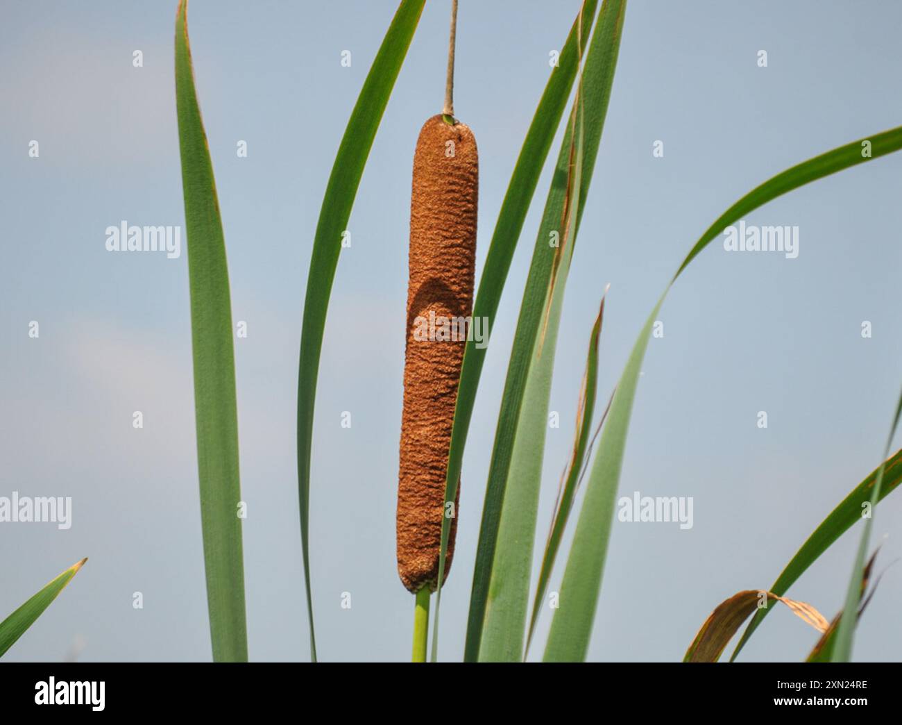 broadleaf cattail (Typha latifolia) Plantae Stock Photo - Alamy