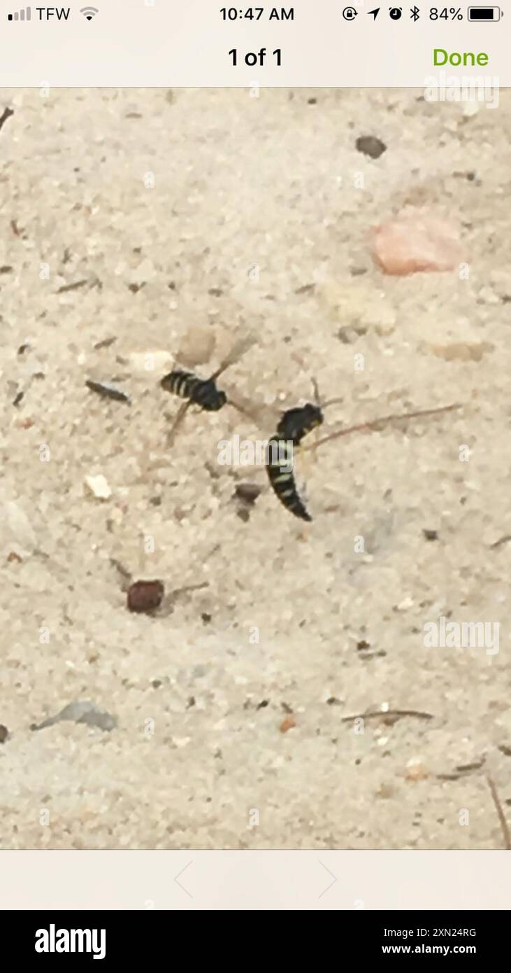 Four-banded Stink Bug Wasp (Bicyrtes quadrifasciatus) Insecta Stock ...