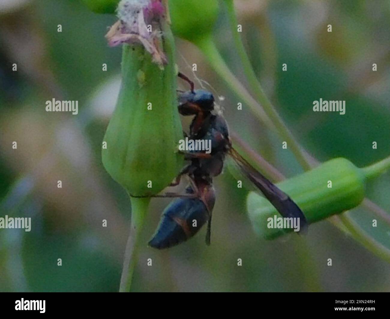 Red-marked Pachodynerus Wasp (Pachodynerus erynnis) Insecta Stock Photo ...