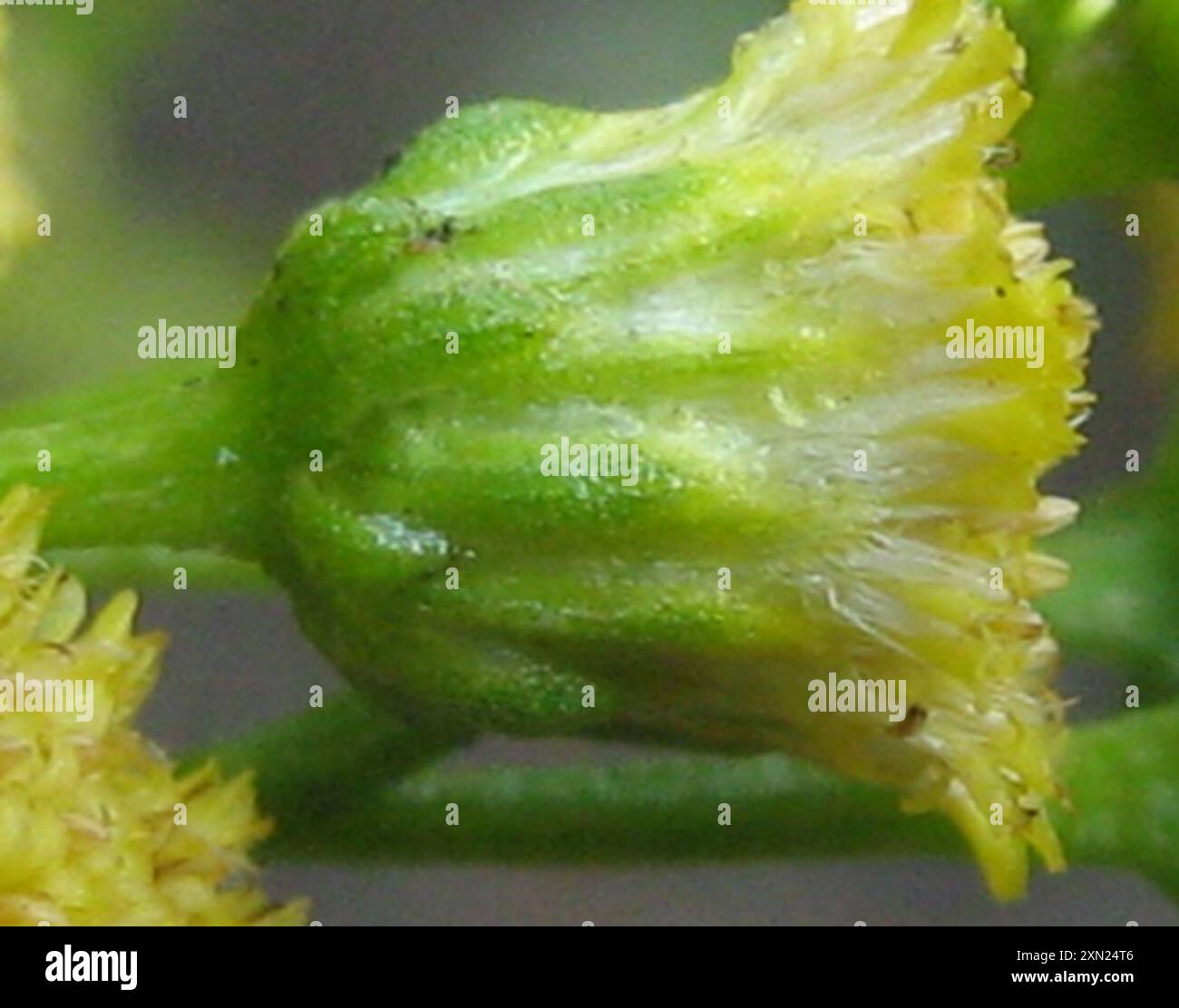Sticky Psiadia (Psiadia punctulata) Plantae Stock Photo - Alamy