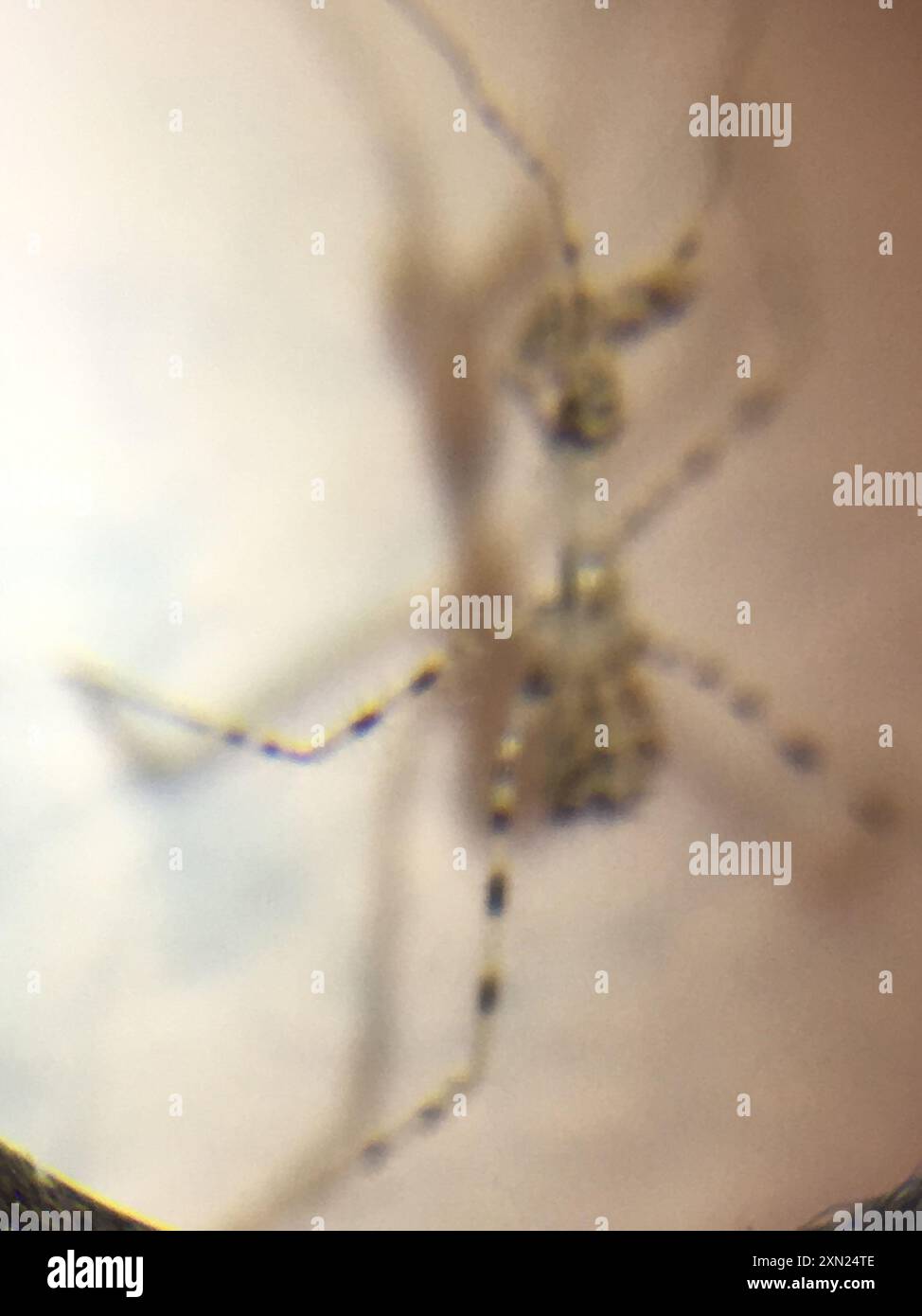 (Stenolemus fraterculus) Insecta Stock Photo - Alamy