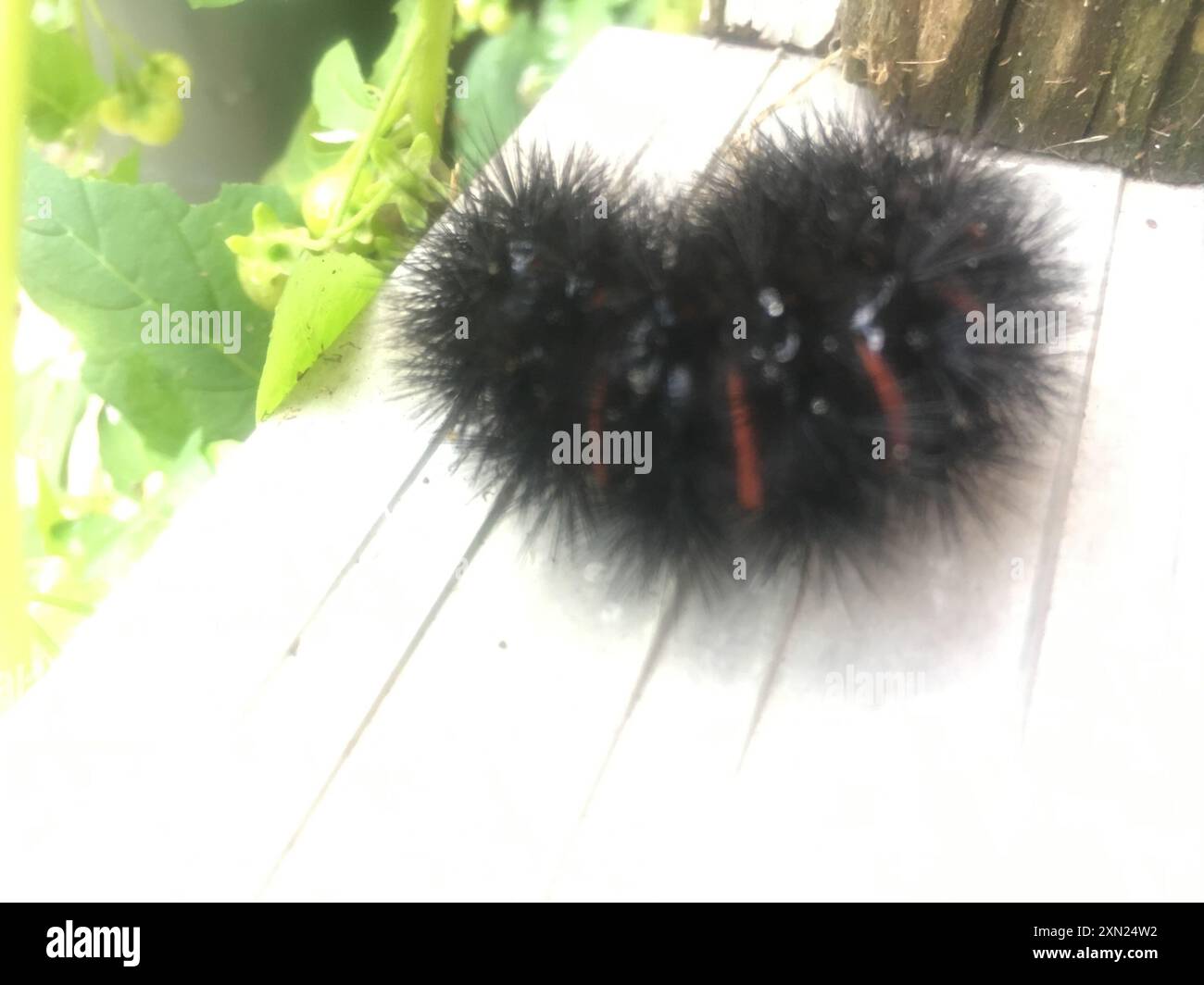 Giant Leopard Moth (Hypercompe scribonia) Insecta Stock Photo - Alamy