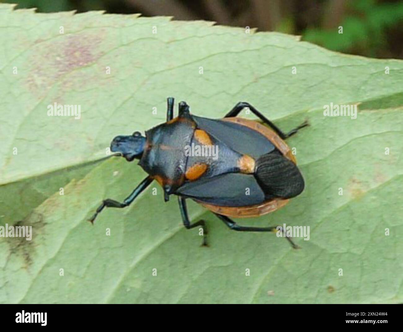Florida Predatory Stink Bug (Euthyrhynchus floridanus) Insecta Stock ...